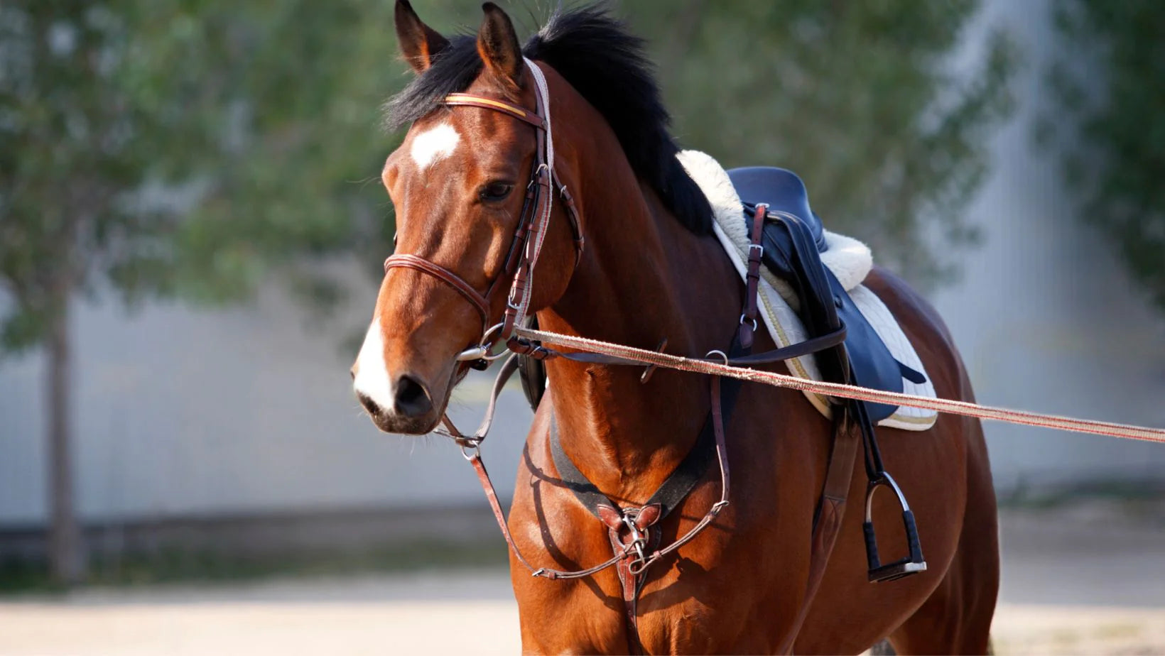 Lunging Equipment